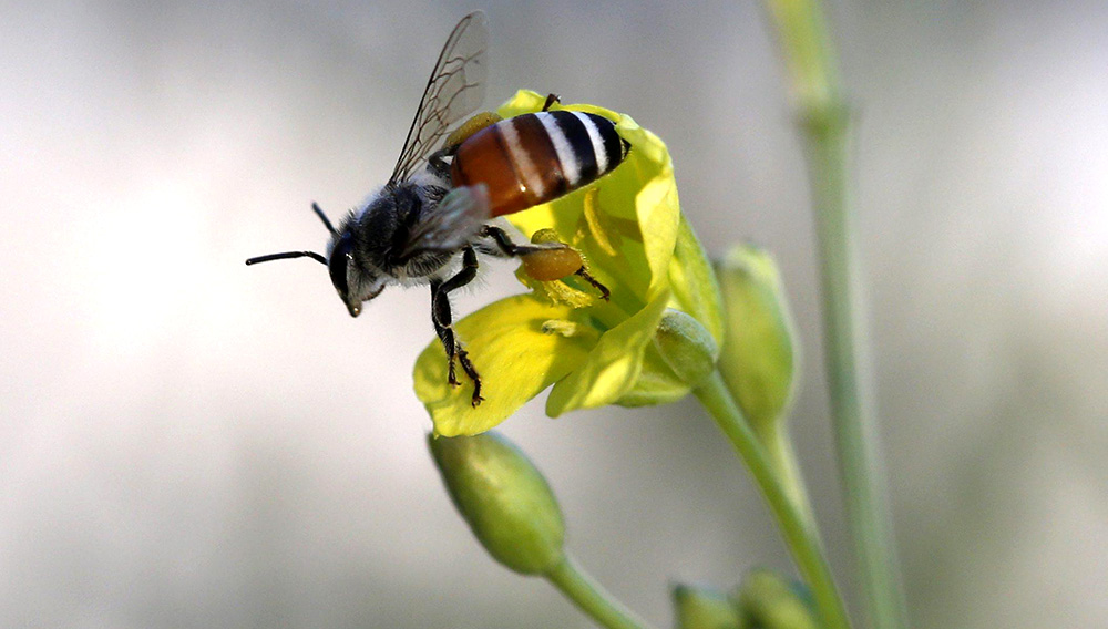 Polen de las flores sirve de herramienta científica para conocer el pasado