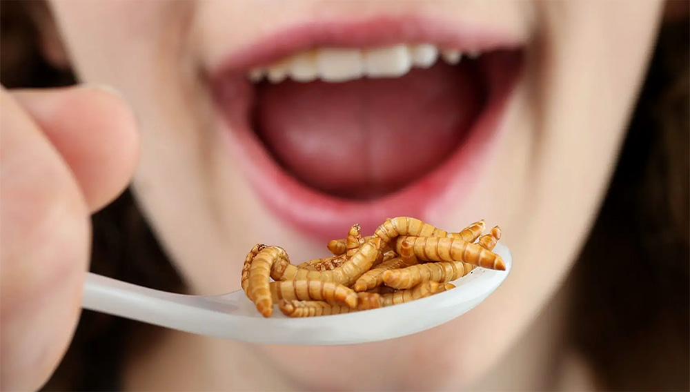Insectos comestibles llegan por primera vez a estanterías de ...
